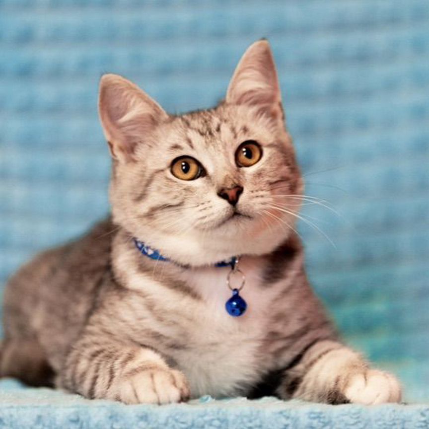 Котенок Манки в дар