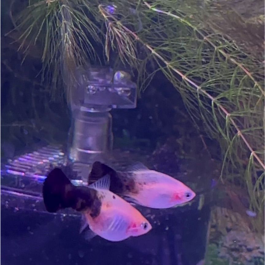 Пецилия панда