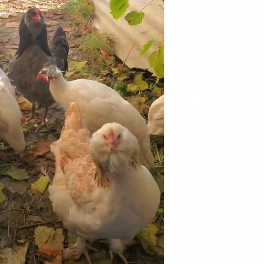 Курочки молодки