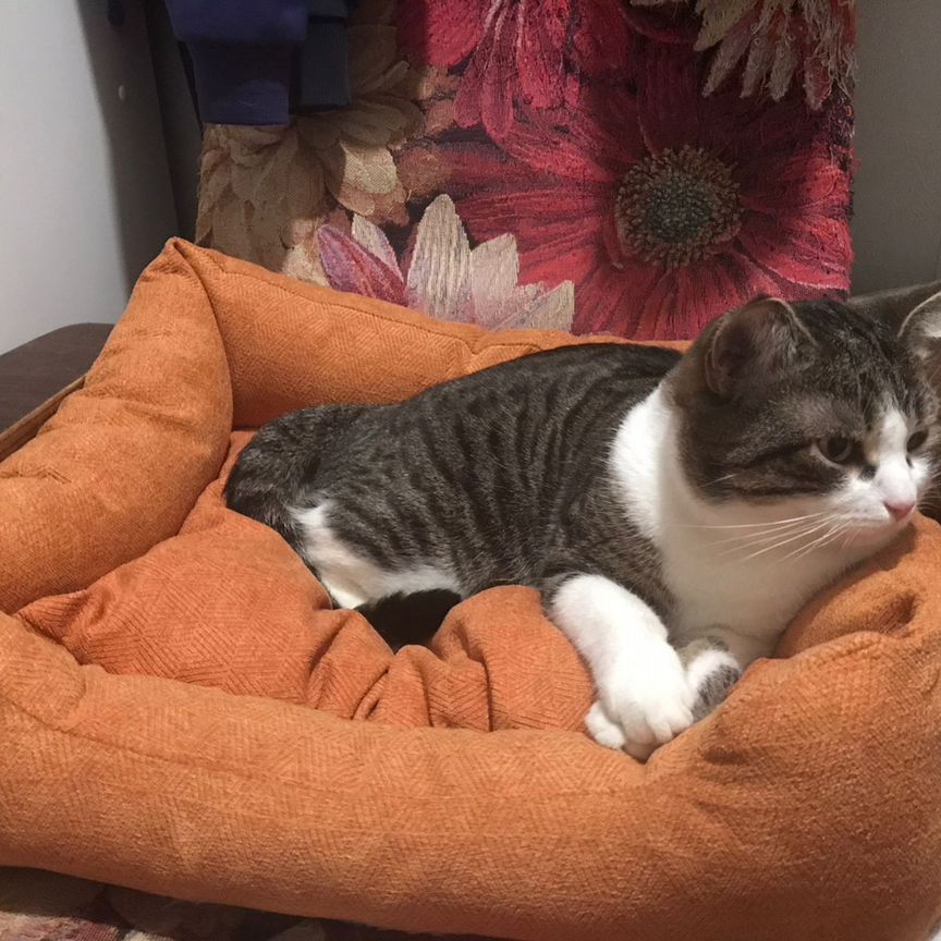 Котик плюшевый