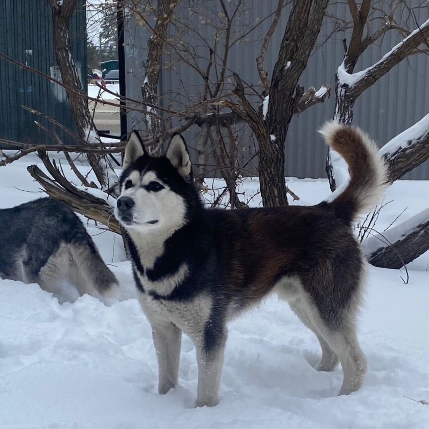 Сибирский хаски, взрослый пёс