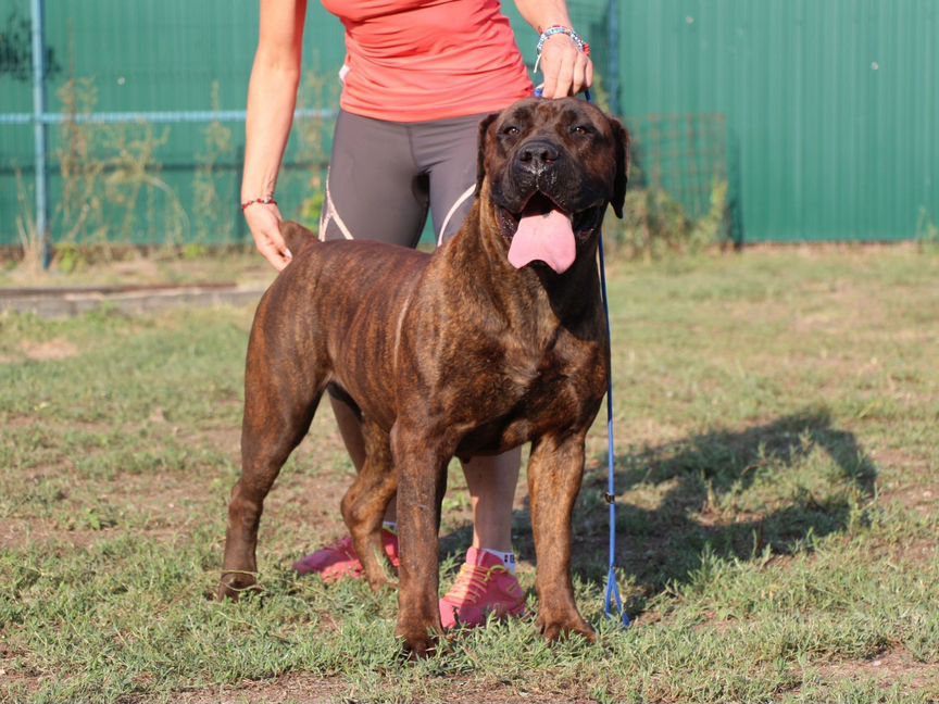 Южноафриканский бурбуль