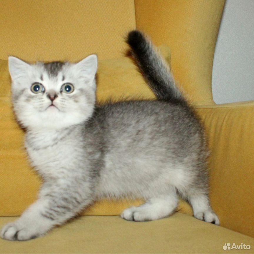 Британский мальчик