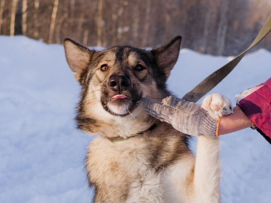 Исса — чудесная собака в добрые руки