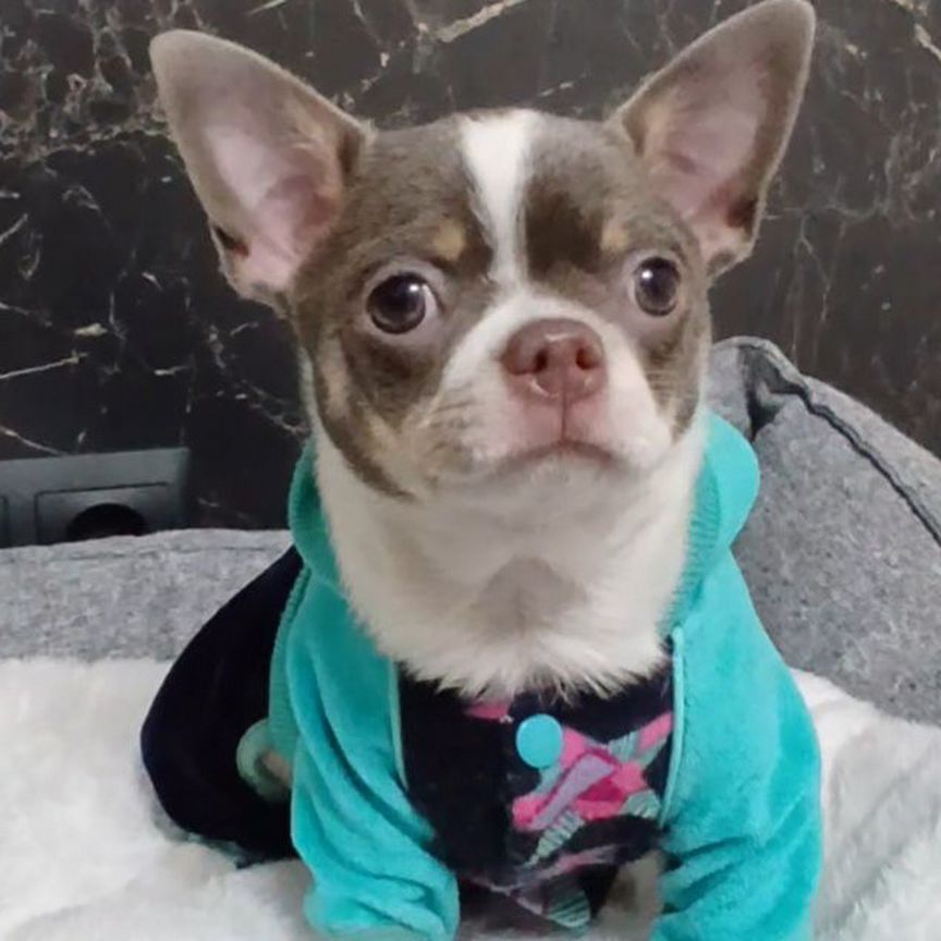 Чихуахуа, щенок