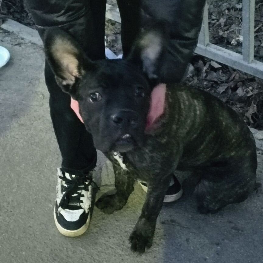 Нужен дом девочке боксёр
