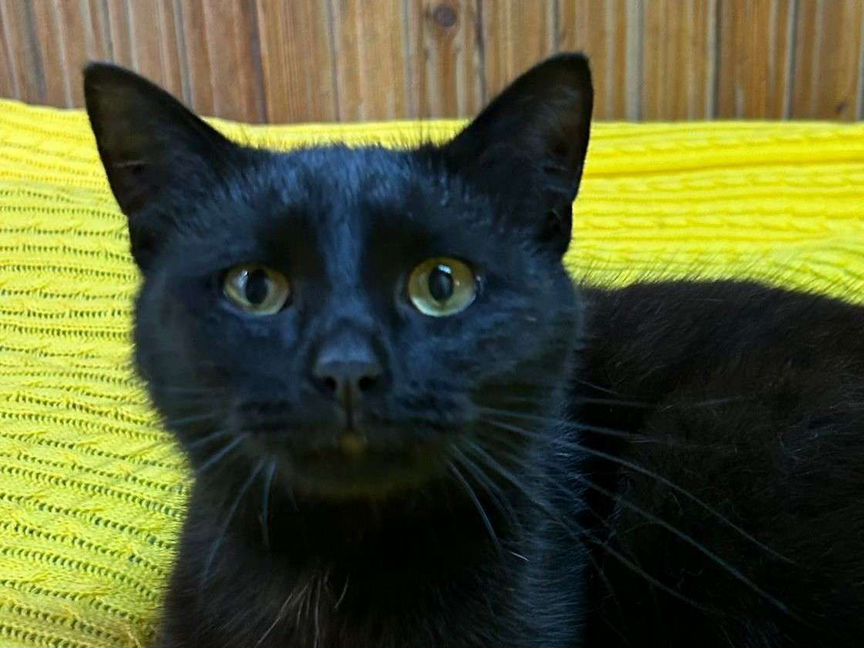 Котик Гоша ищет семью