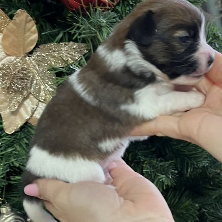 Континентальный той-спаниель папильон, щенок