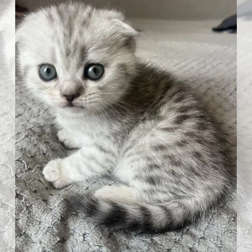 Шотландский вислоухий короткошёрстный котёнок