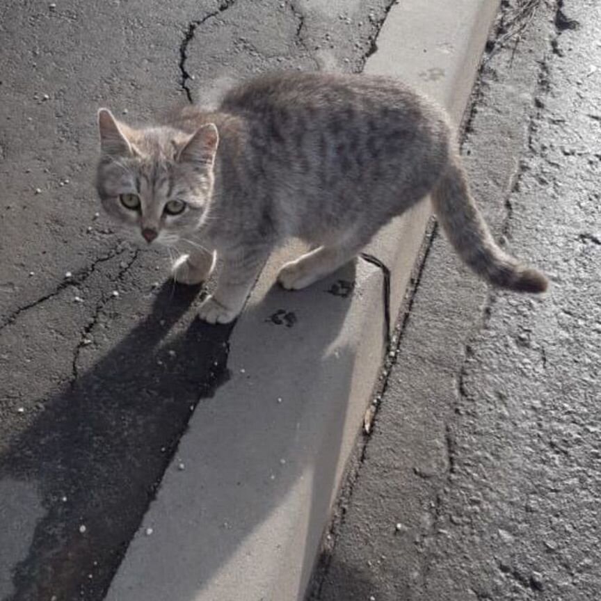 Пропадают котята в Промзоне, спасите хоть одного