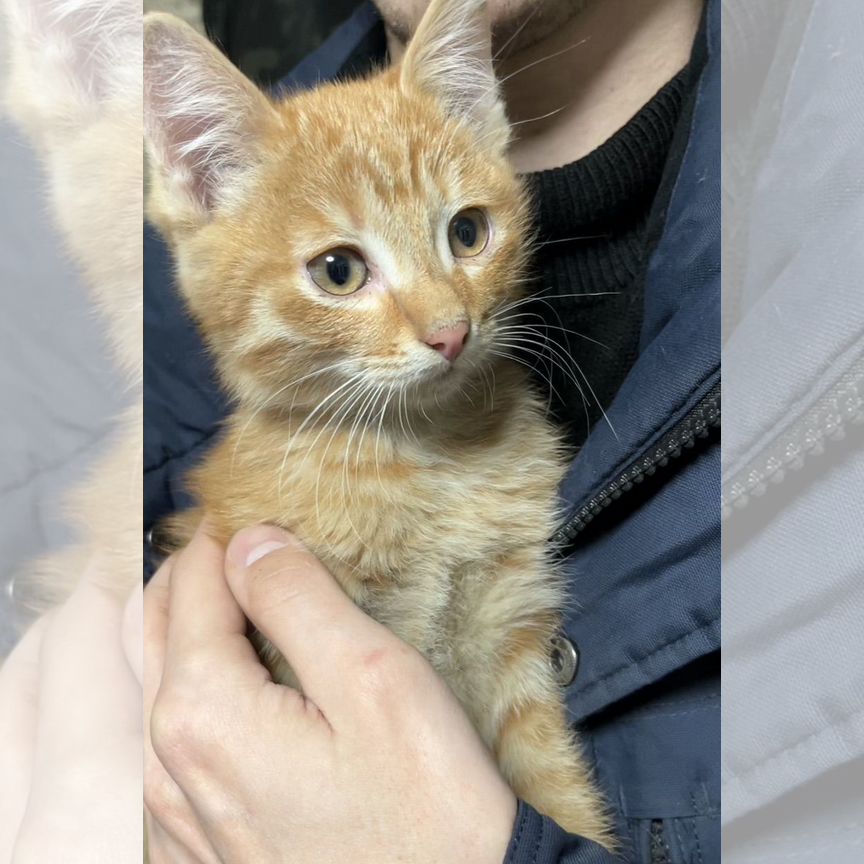 Котёнок в добрые руки
