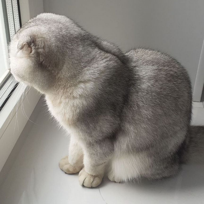 Кошка серебристая шиншилла