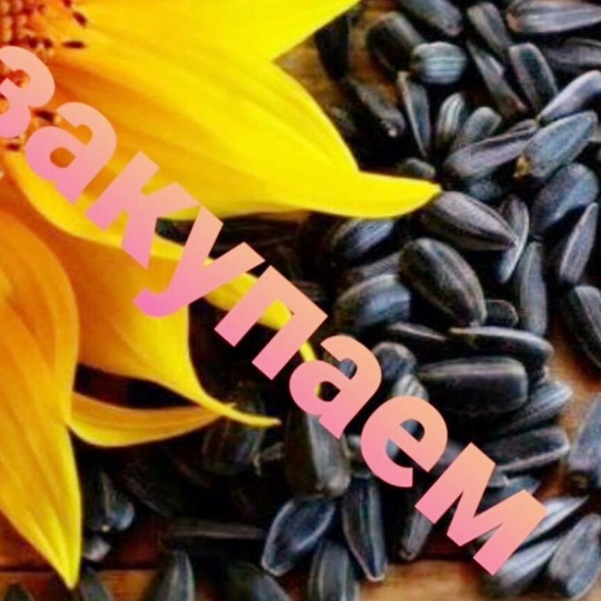 Семечки подсолнечника