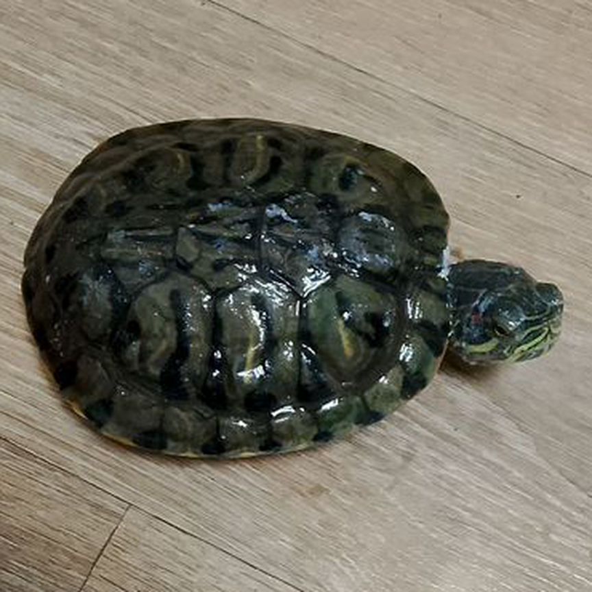 Водяная черепаха