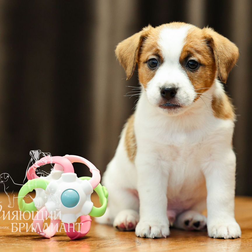 Джек-рассел-терьер, щенок