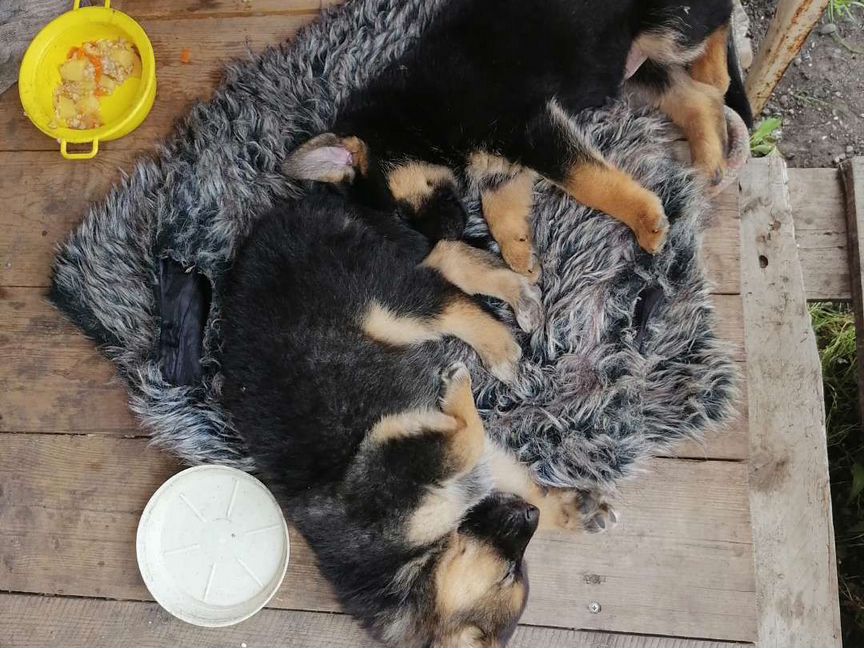 Щенки немецкой овчарки