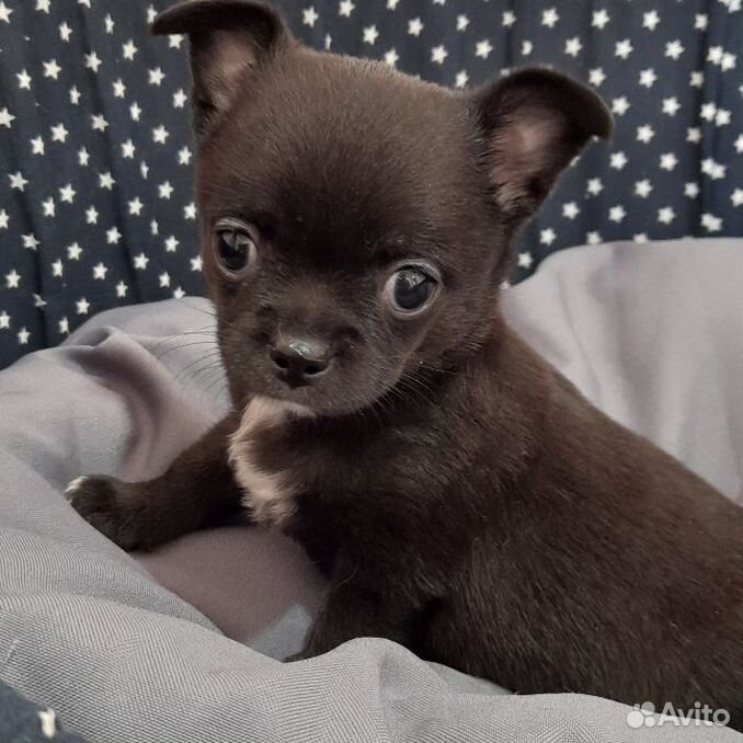 Девочка мини чихуашка