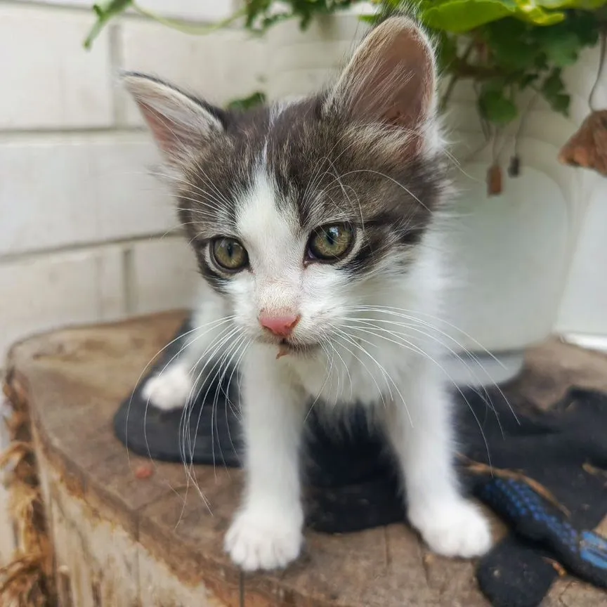 Котята в добрые руки бесплатно