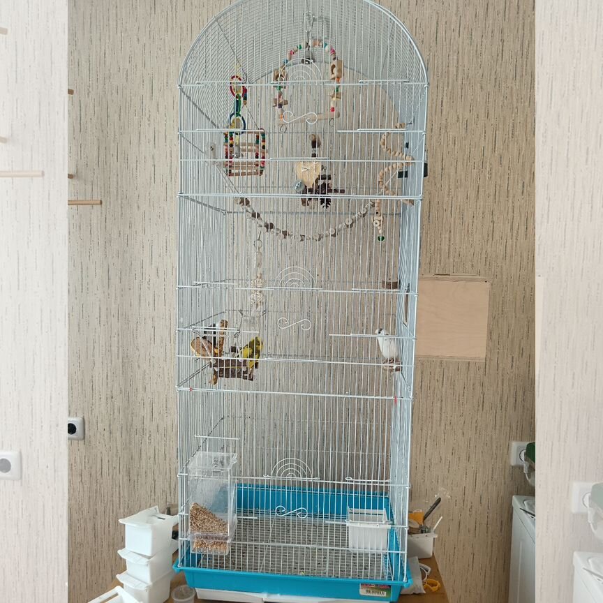 Волнистые попугаи с клеткой