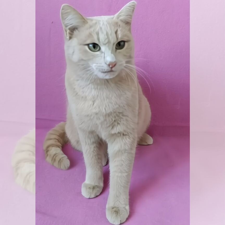 Взрослая, кошка в добрые руки