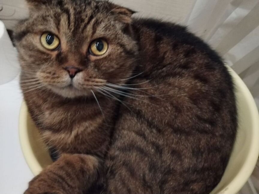 Шотландский вислоухий кот