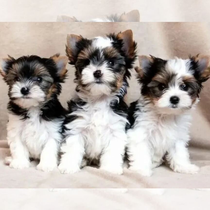 Бивер-йоркширский терьер, щенок