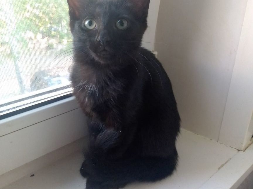 Чёрные сестрички-Багирки (01.03.2024)