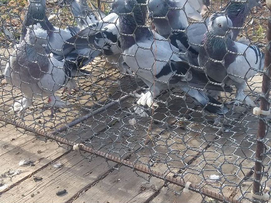 Продажа голубь такла