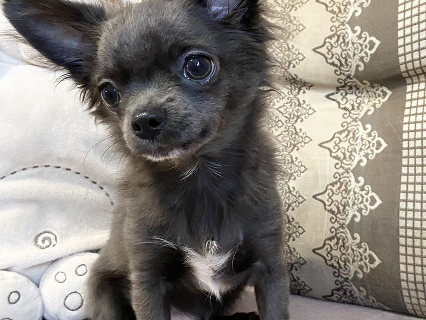 Щенки чихуахуа