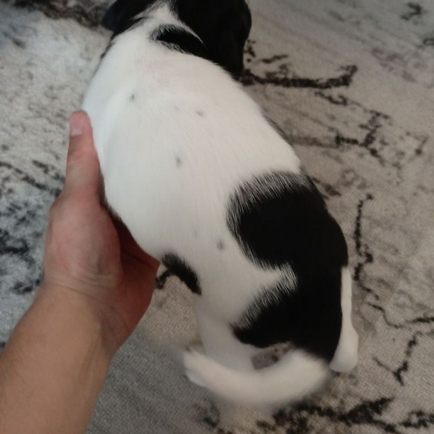 Русский охотничий спаниель, щенок