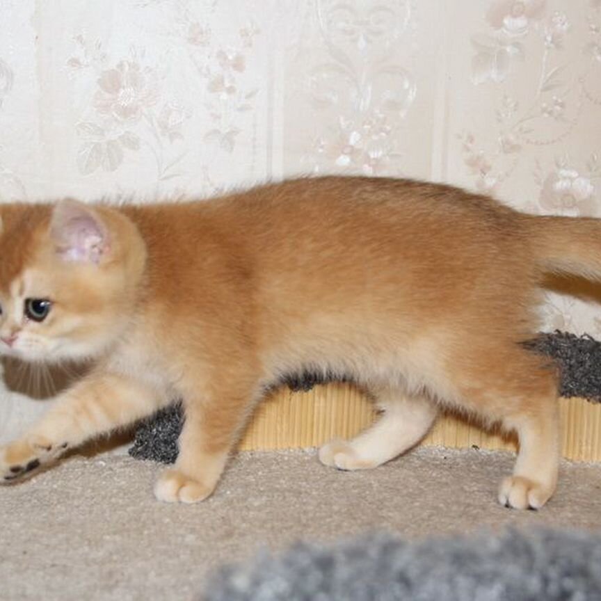 Кошечка золотая шиншилла.3 мес