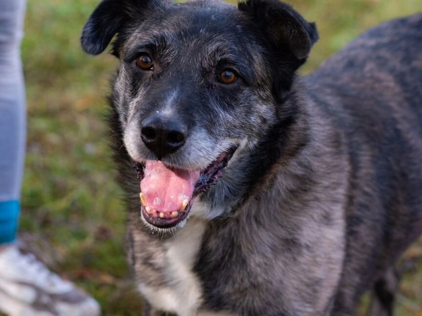 Собаки бесплатно в добрые руки