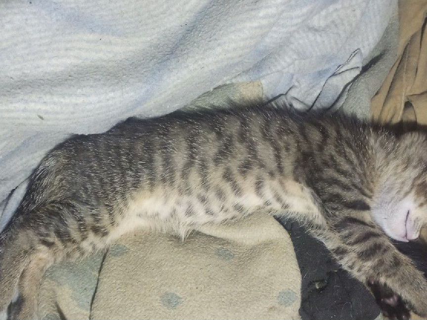 Котенок, мальчик от любимой домашней кошки