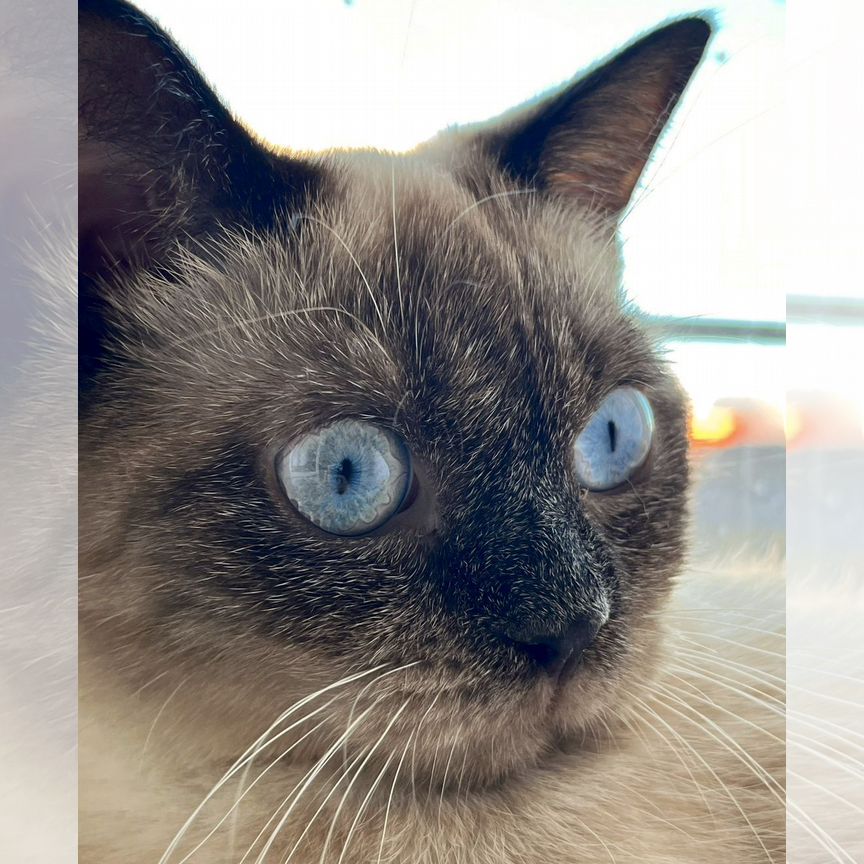 Тайская кошечка ищет котика