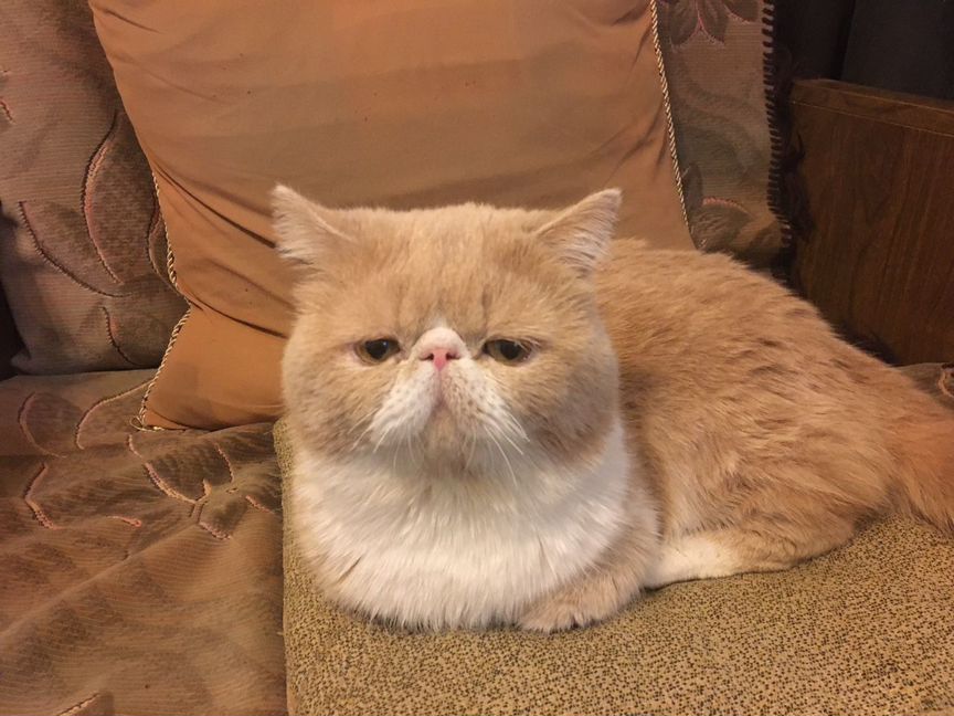 Экзотический кот ищет подругу