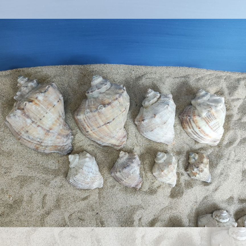 Морские ракушки раковины аквариум творчество