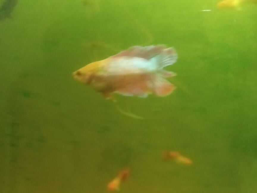 Аквариумные рыбки