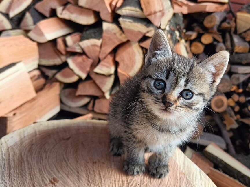 Потомственные котята-мышеловы