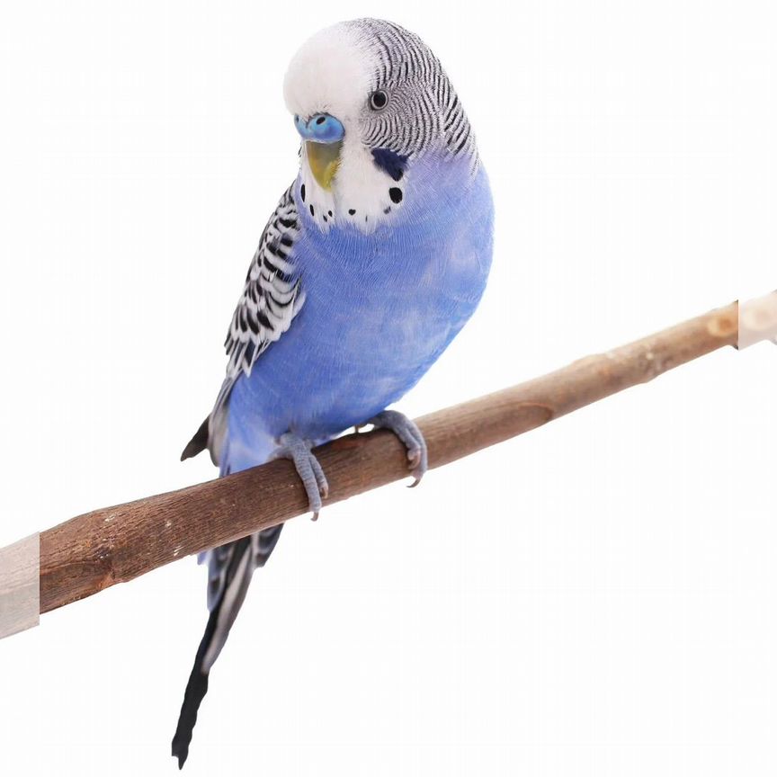 Волнистый попугай