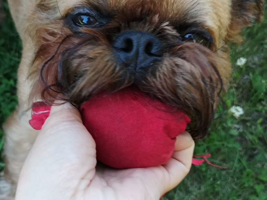 Вязка Грифона