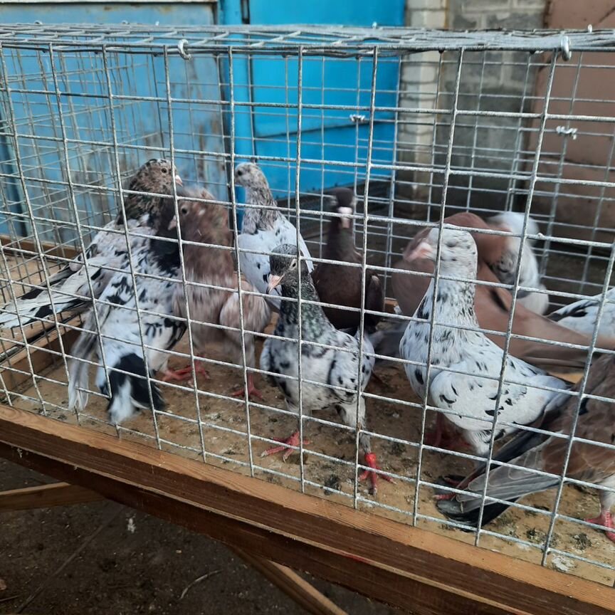 Продам голубей