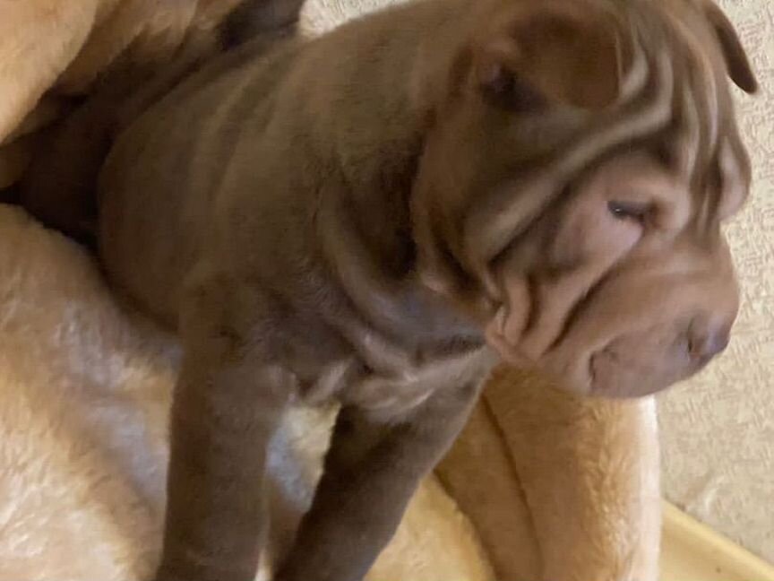 Щенки шарпея