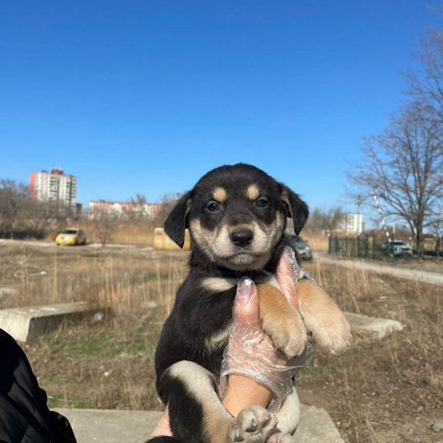 Пристраиваются в добрые руки