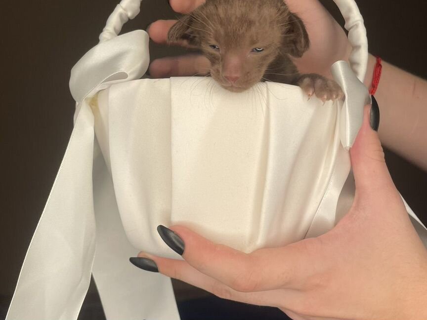 Ориентальные малыши