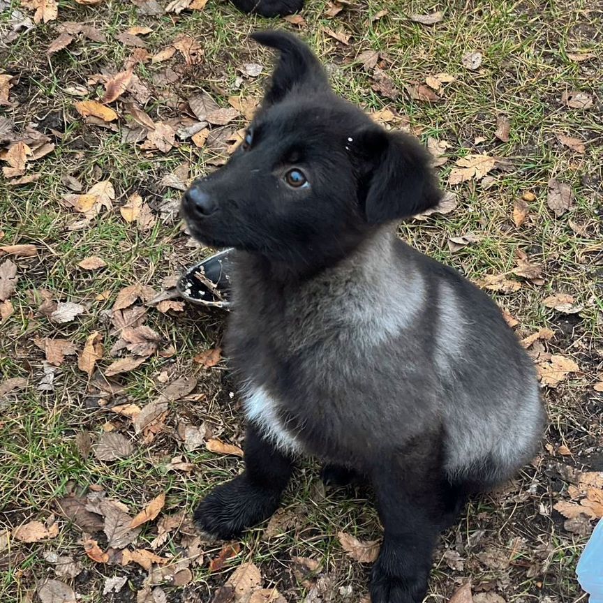 Щенки 3,5 месяца