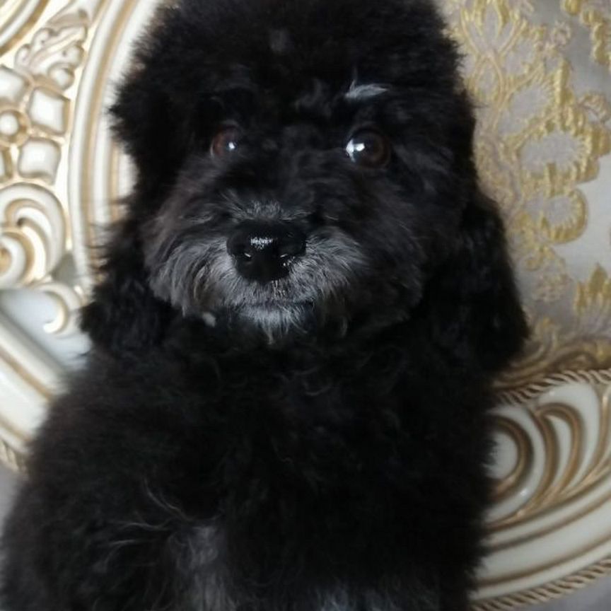 Той-пудель РКФ девочка
