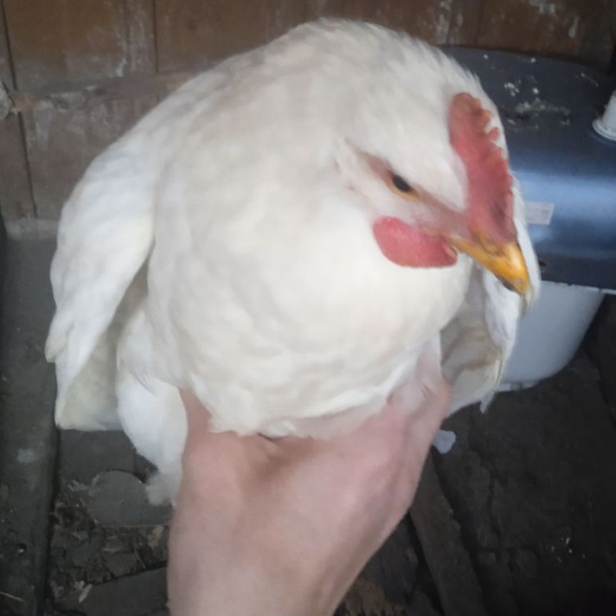 Обмен на гусей или уток 5 шт