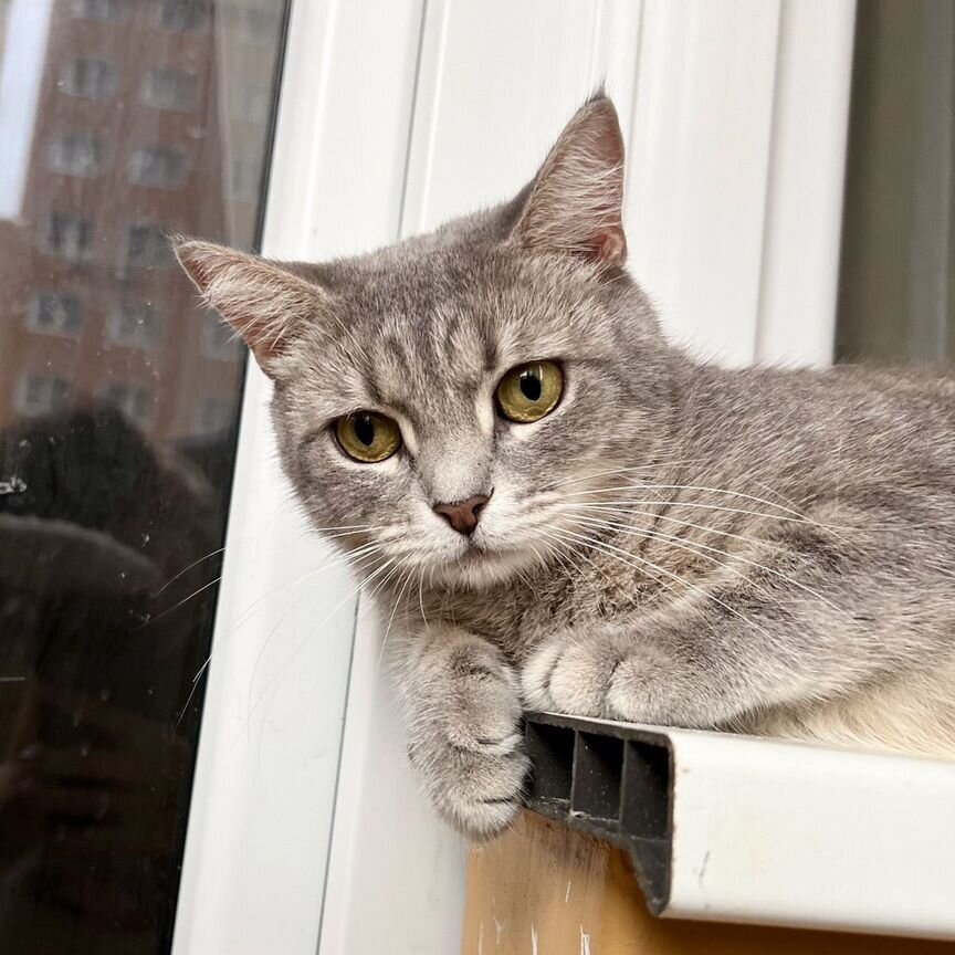 Молоденькая кошечка Клео в добрые руки