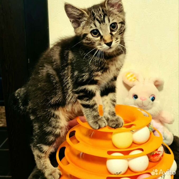 Продаю кошечку породы курильский бобтейл