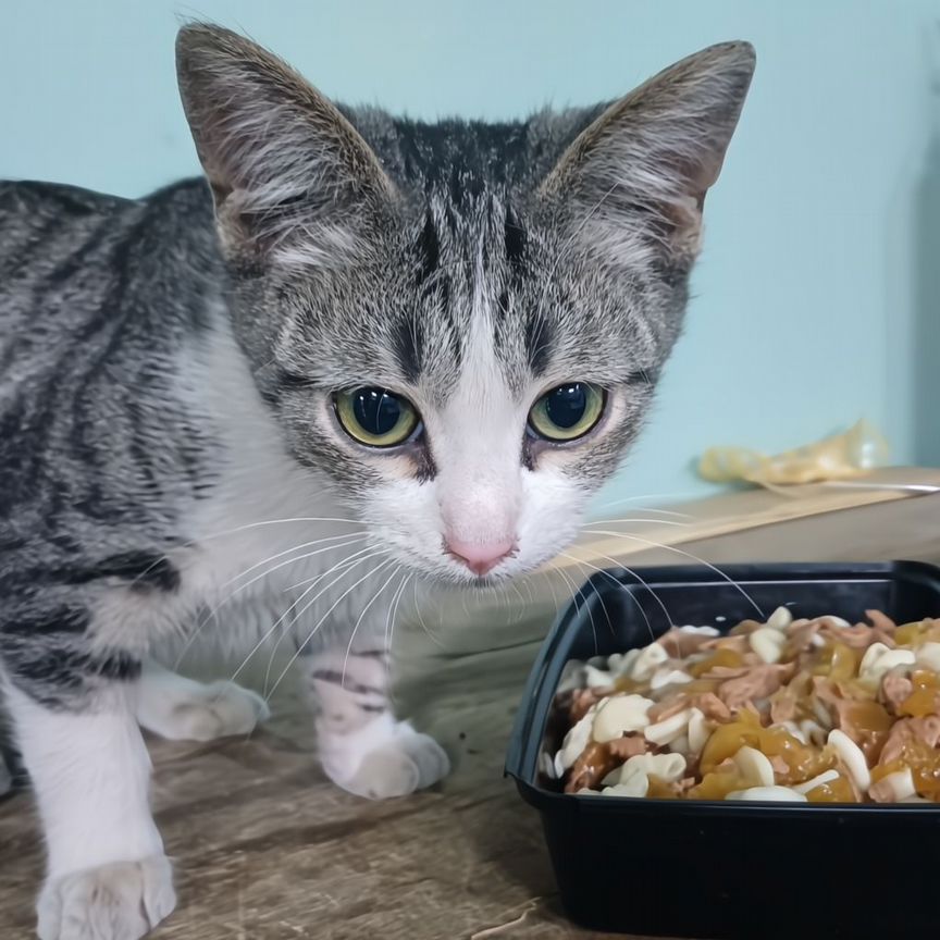 Котёнок в добрые руки